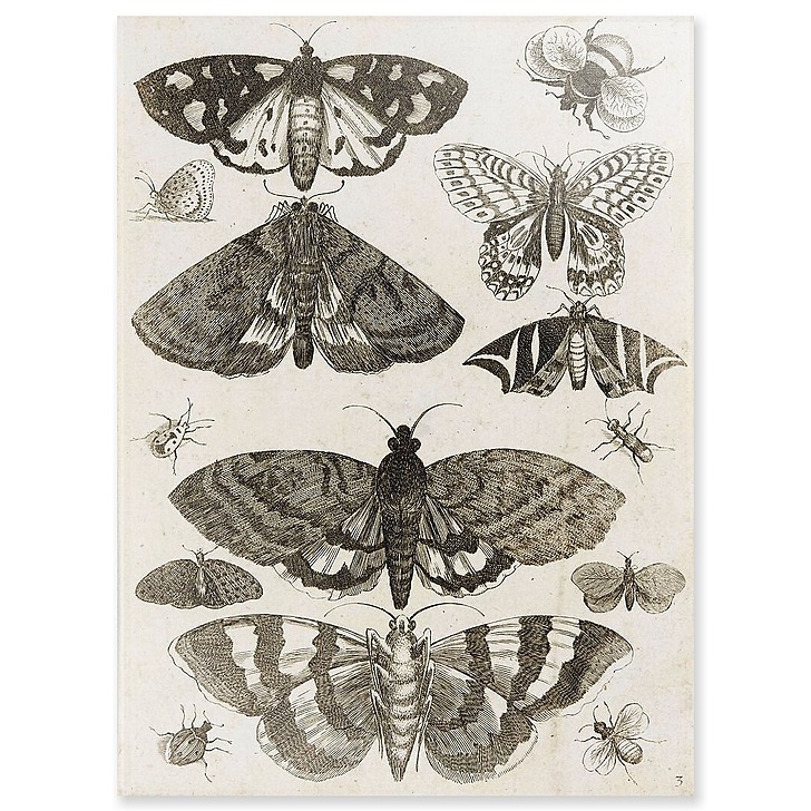 Planche d'insectes (panneaux acryliques) · Boutiques de musées